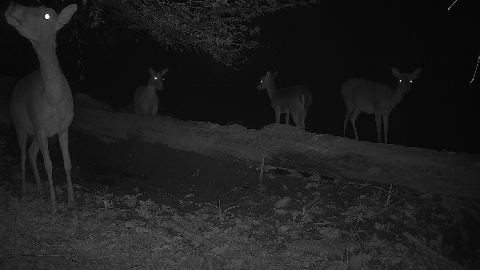 Hidden Camera at the River Captures Wild Animals