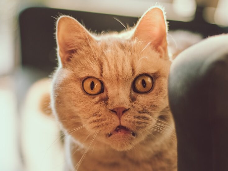 15 Signs Your Cat Doesn't Feel Safe in Your Home