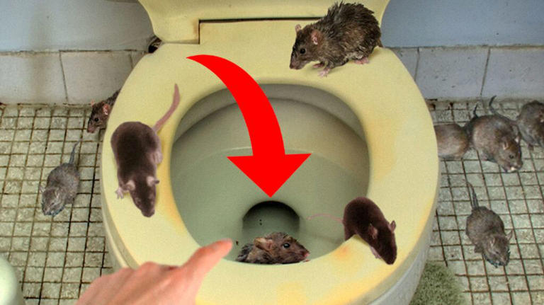 The Worst Things To Do in a Rat Infestation