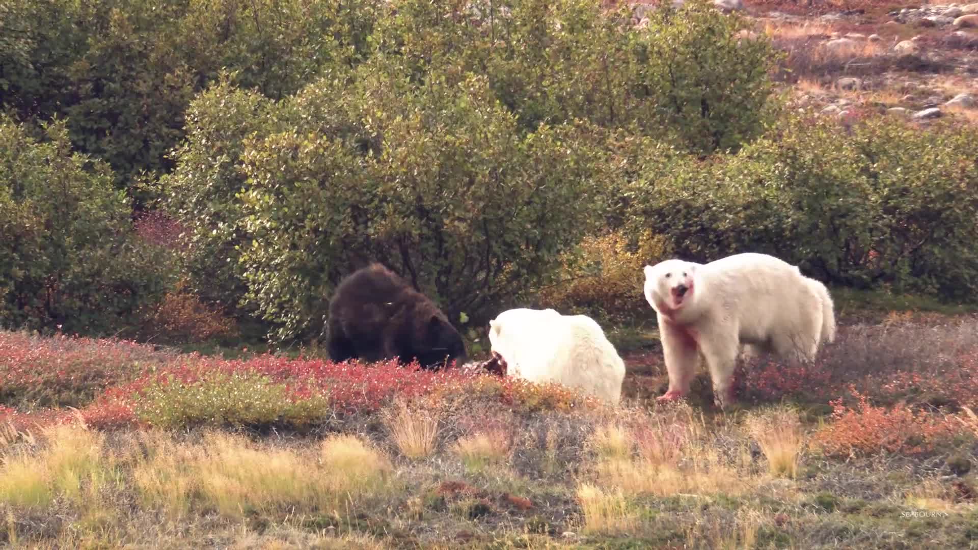 Brown bear and mother polar bear standoff
