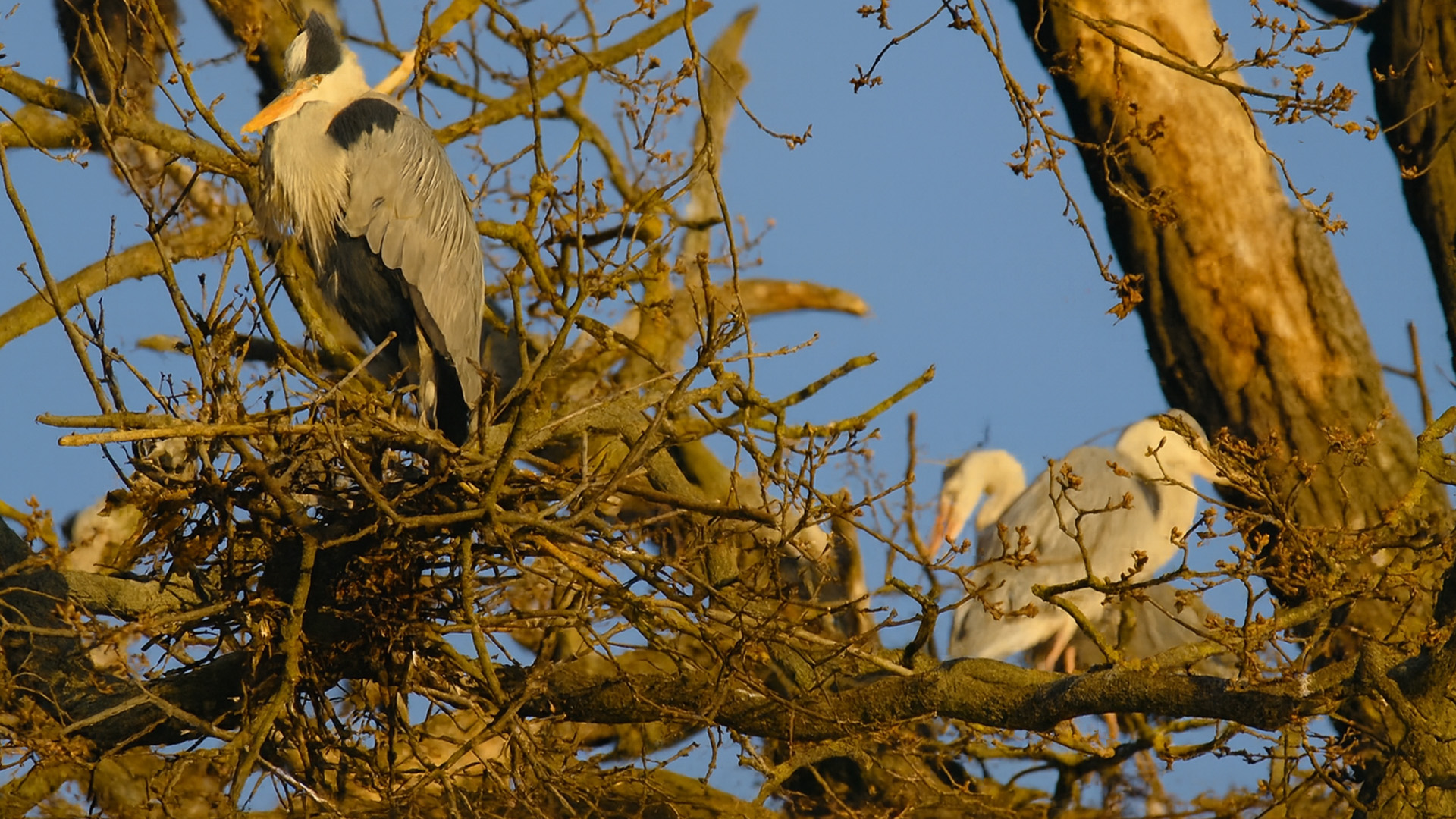 Encountering Wild Birds in Nature