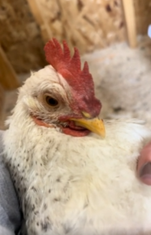Trying to Tame Red – He’s Actually So Sweet