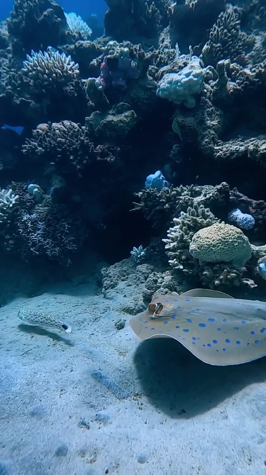 Exploring the Tranquil Beauty of Underwater Marine Life