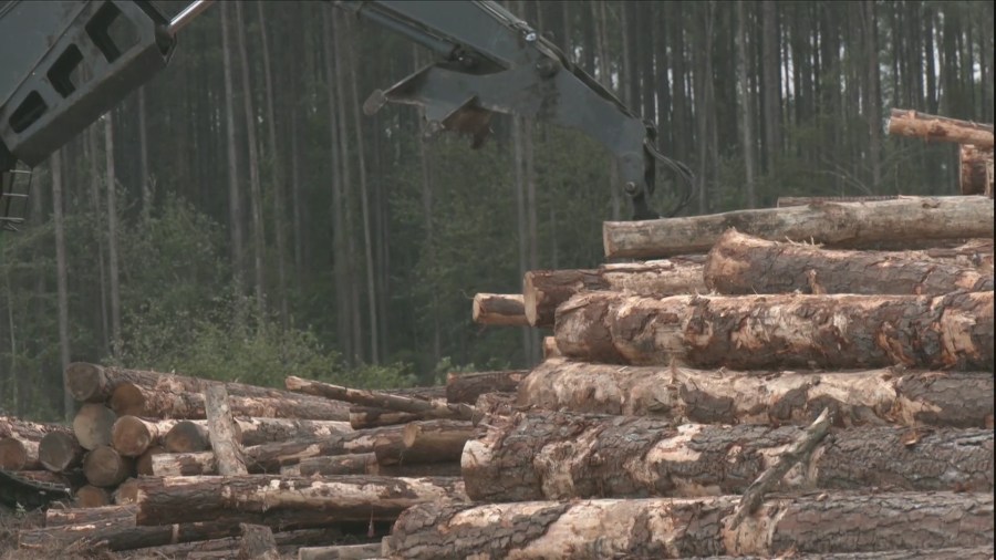 Closure of International Paper strains Georgia’s timber industry