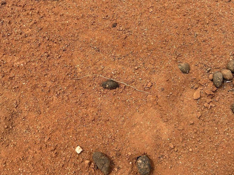 Sad update in outback search for little Gus