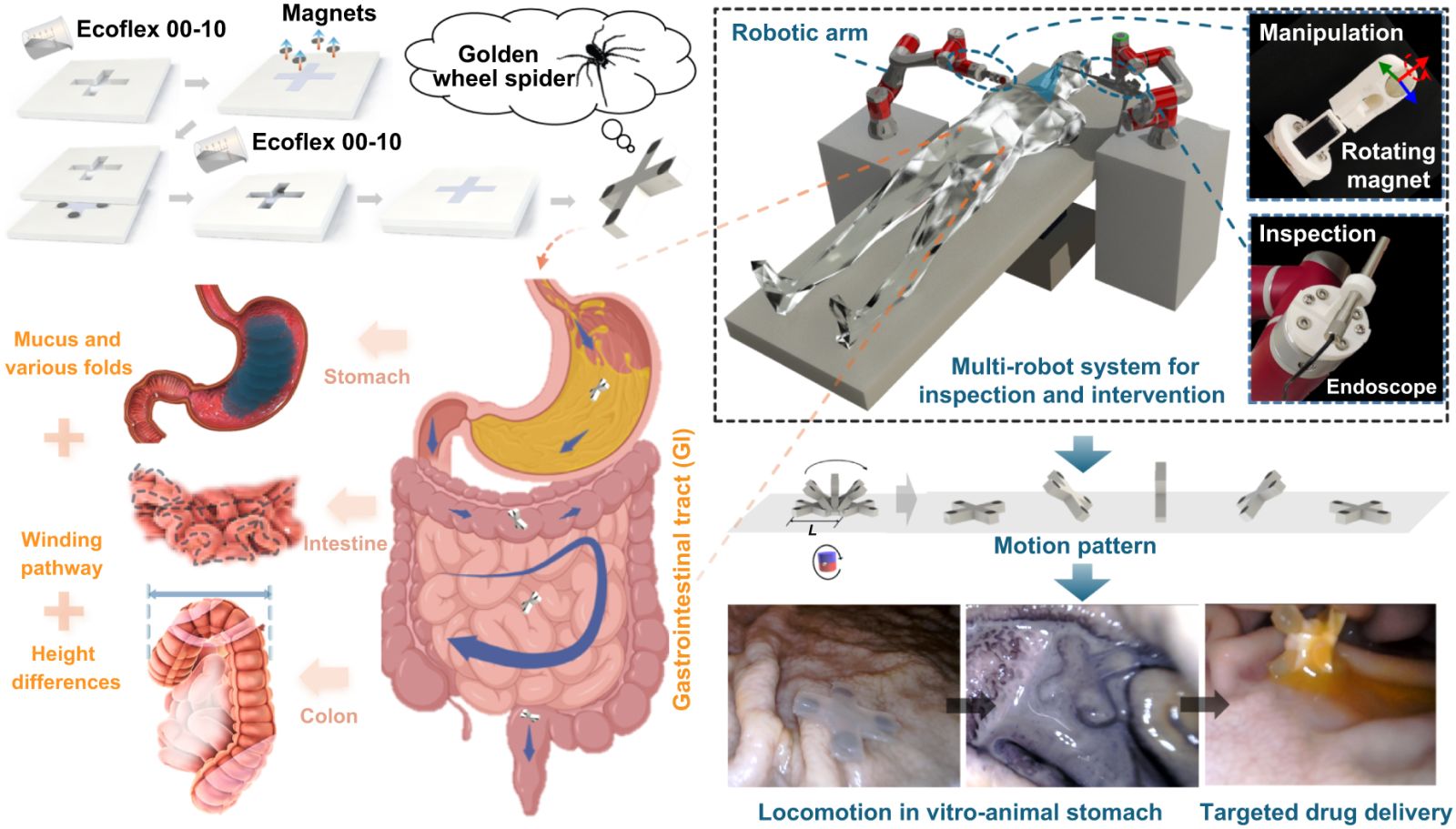 🕷 This spider robot explores intestines with unparalleled agility