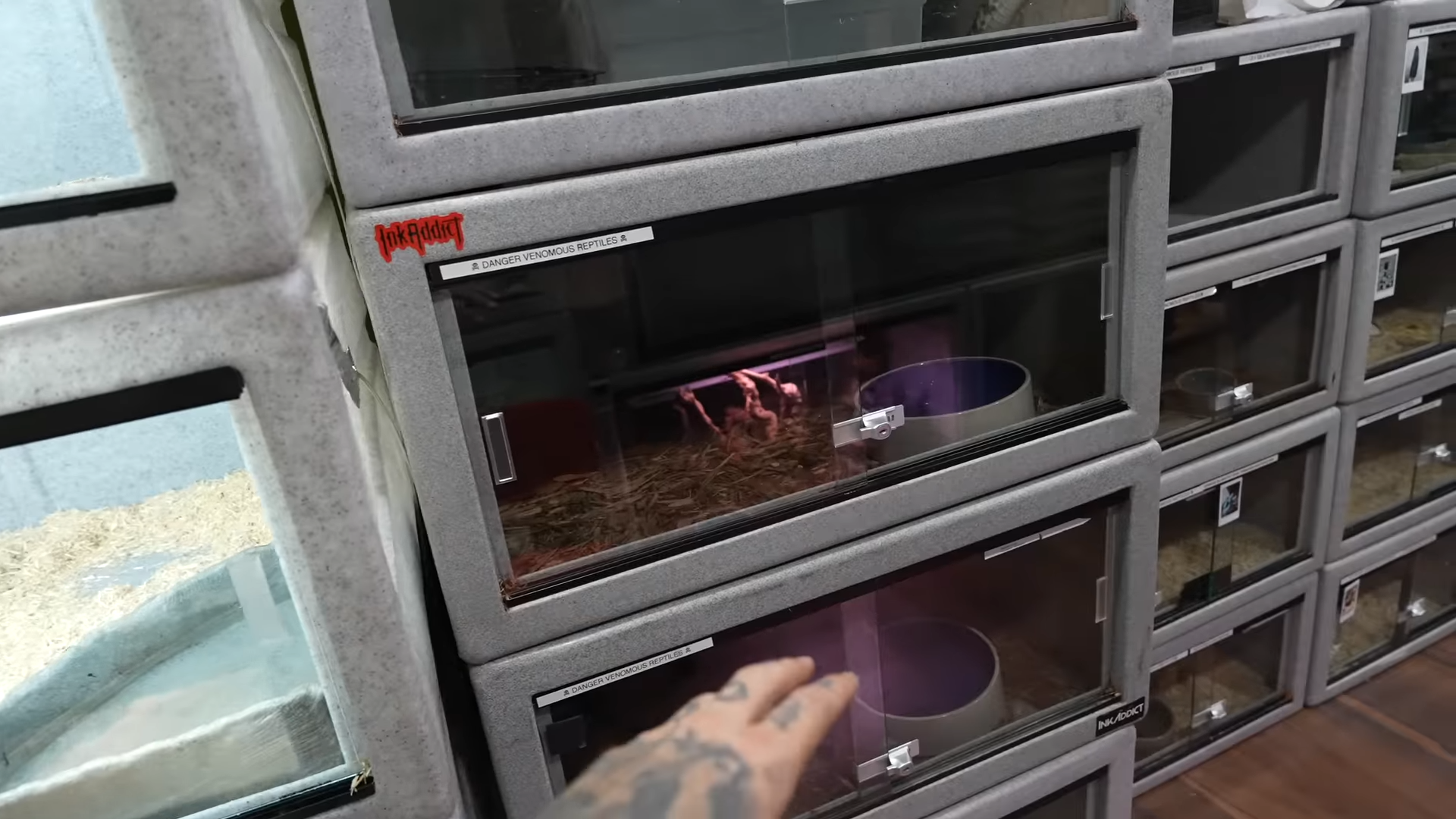 Ultimate Venomous Snake Room Makeover