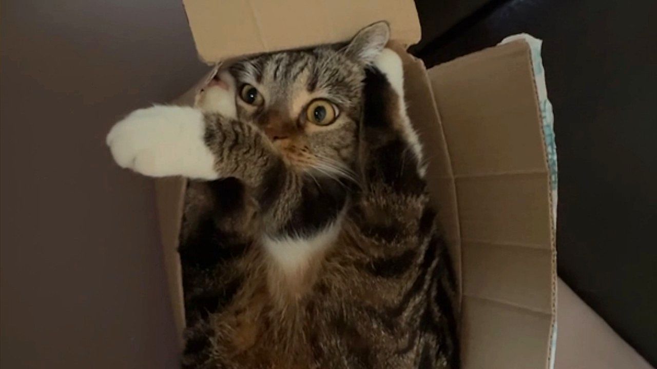 The master of space saving: cat fits perfectly into a box