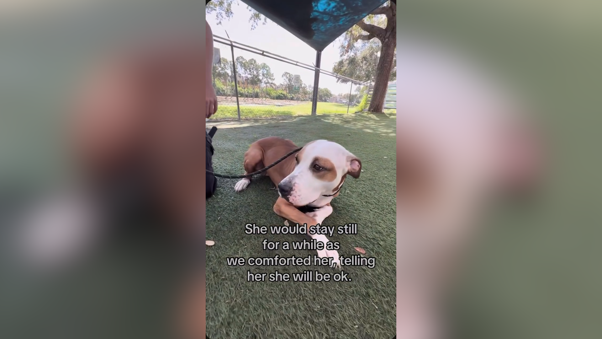 Hearts Break Over Reason Shelter Dog Too Afraid To Come Out Of Her Kennel