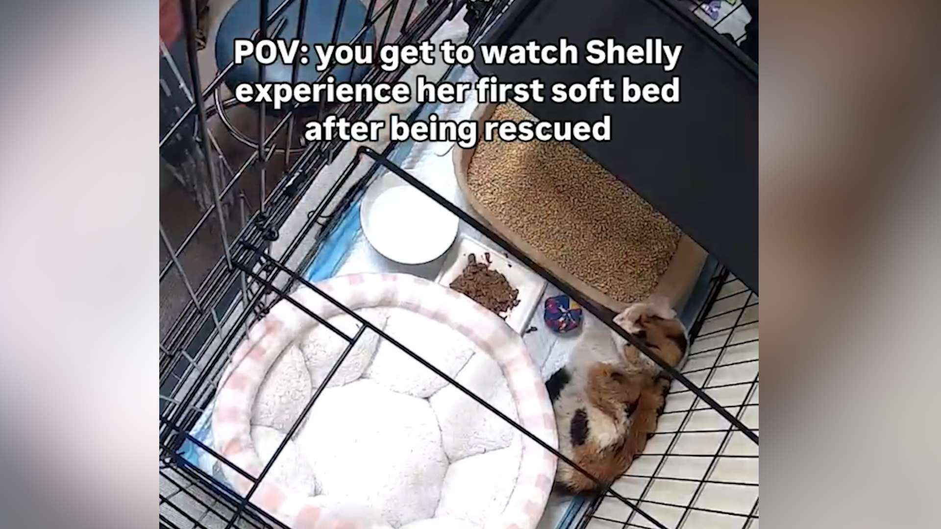 Watch Rescue Cat Sit In Soft Bed For First Time