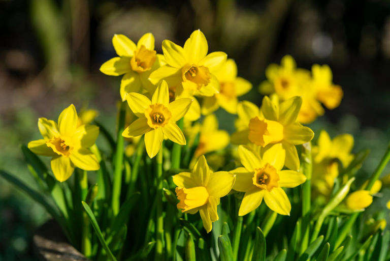 Gardeners are rushing to plant daffodil bulbs – here’s why you should too