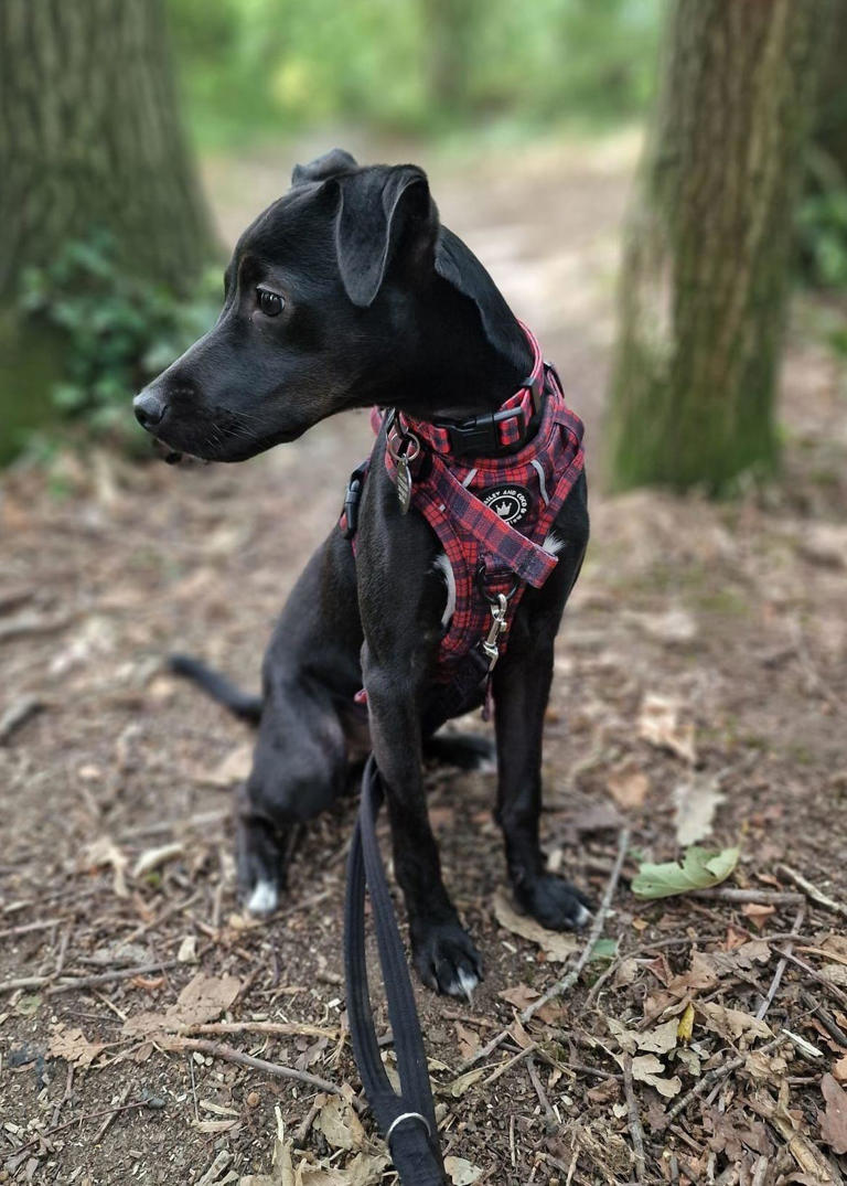Vet visit won't be Sheffield rescue pup's first and last rodeo