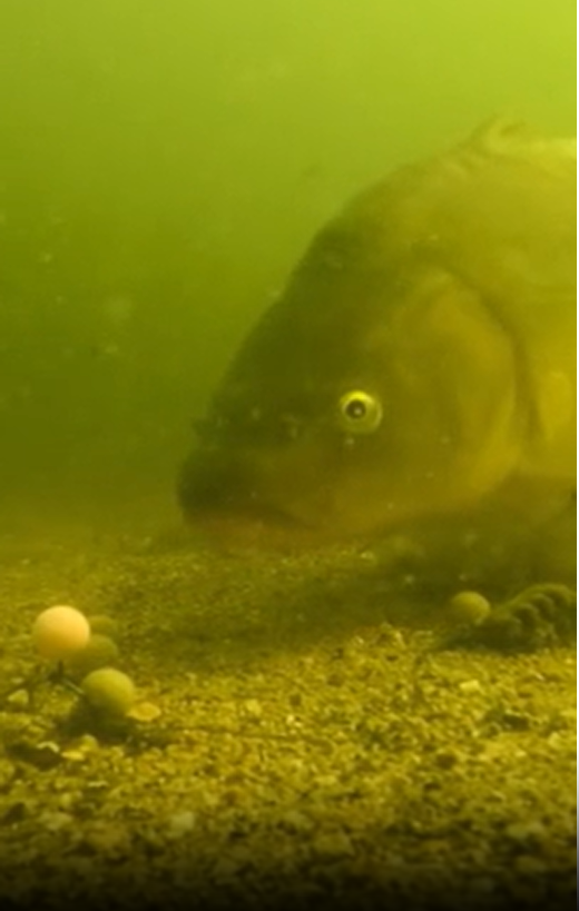 Carp Fishing Like You’ve Never Seen It Before