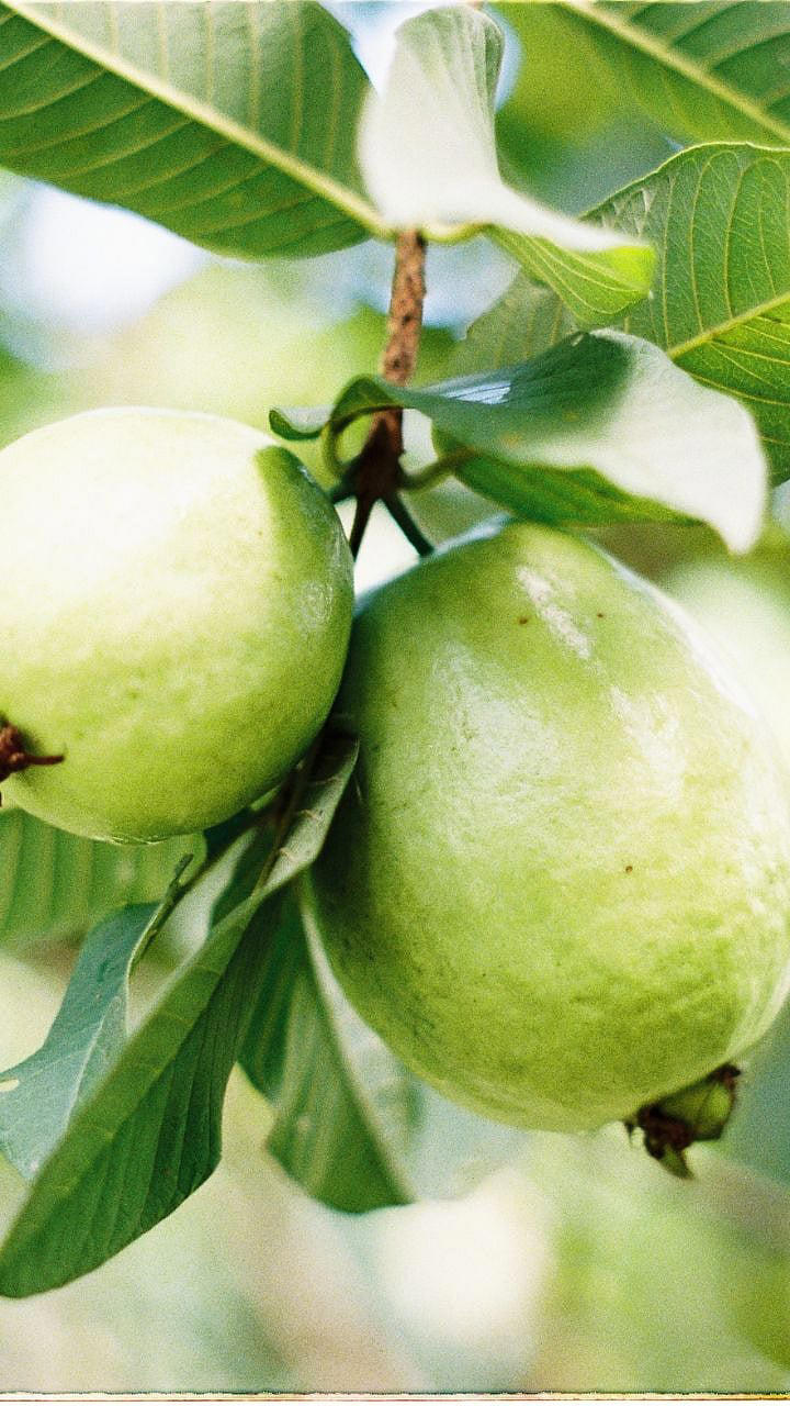 White Guava vs Red Guava | पांढरा की लाल पेरू: कोणता आहे अधिक आरोग्यदायी?