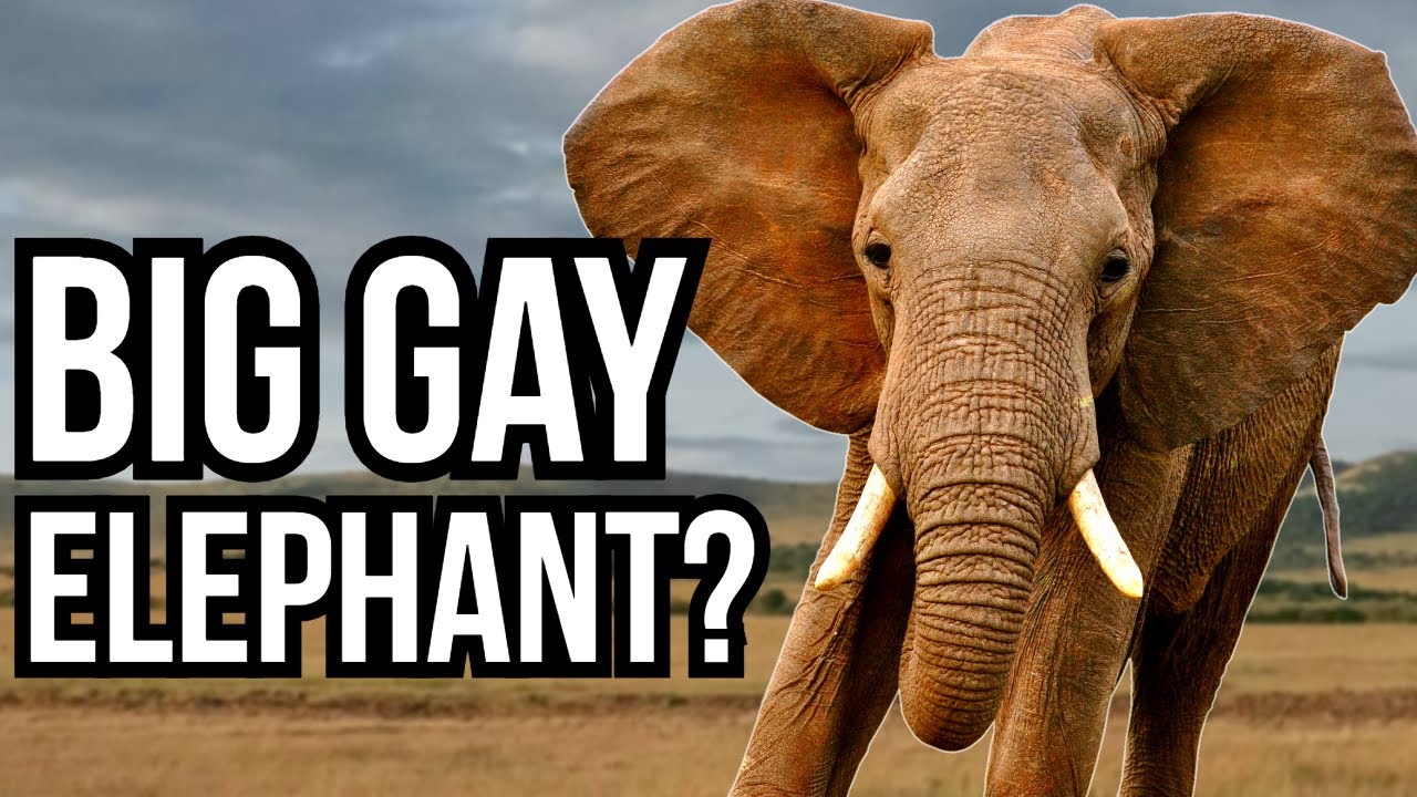 Nature’s LGBTQ+: 3 Animals Showing Same-Sex Behavior