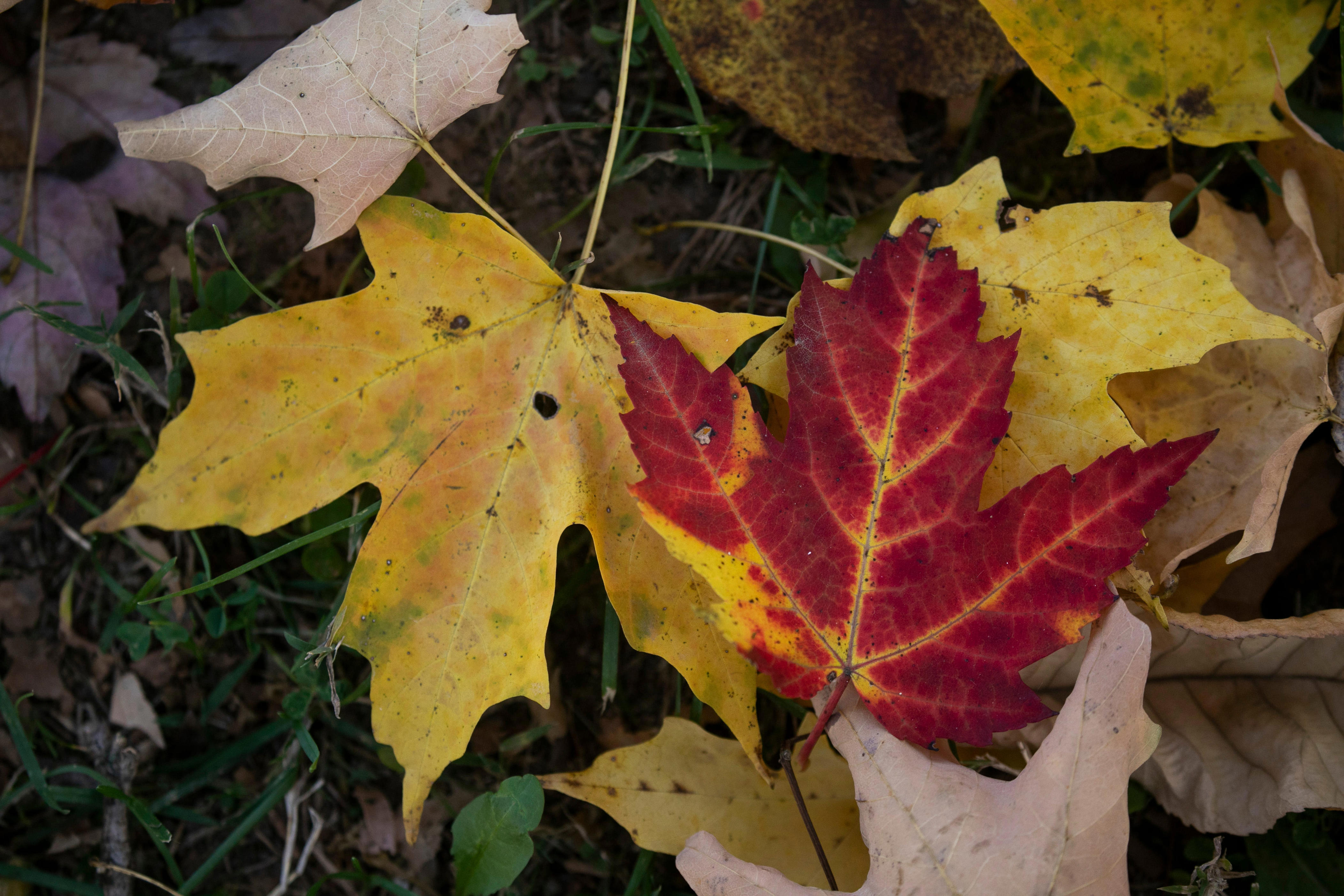 Fall foliage map shows where leaves are approaching peak color