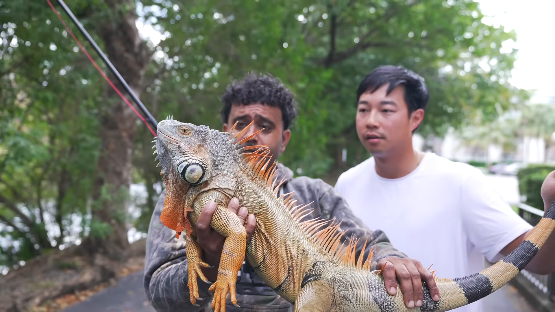 Making sushi with iguana meat in the wild