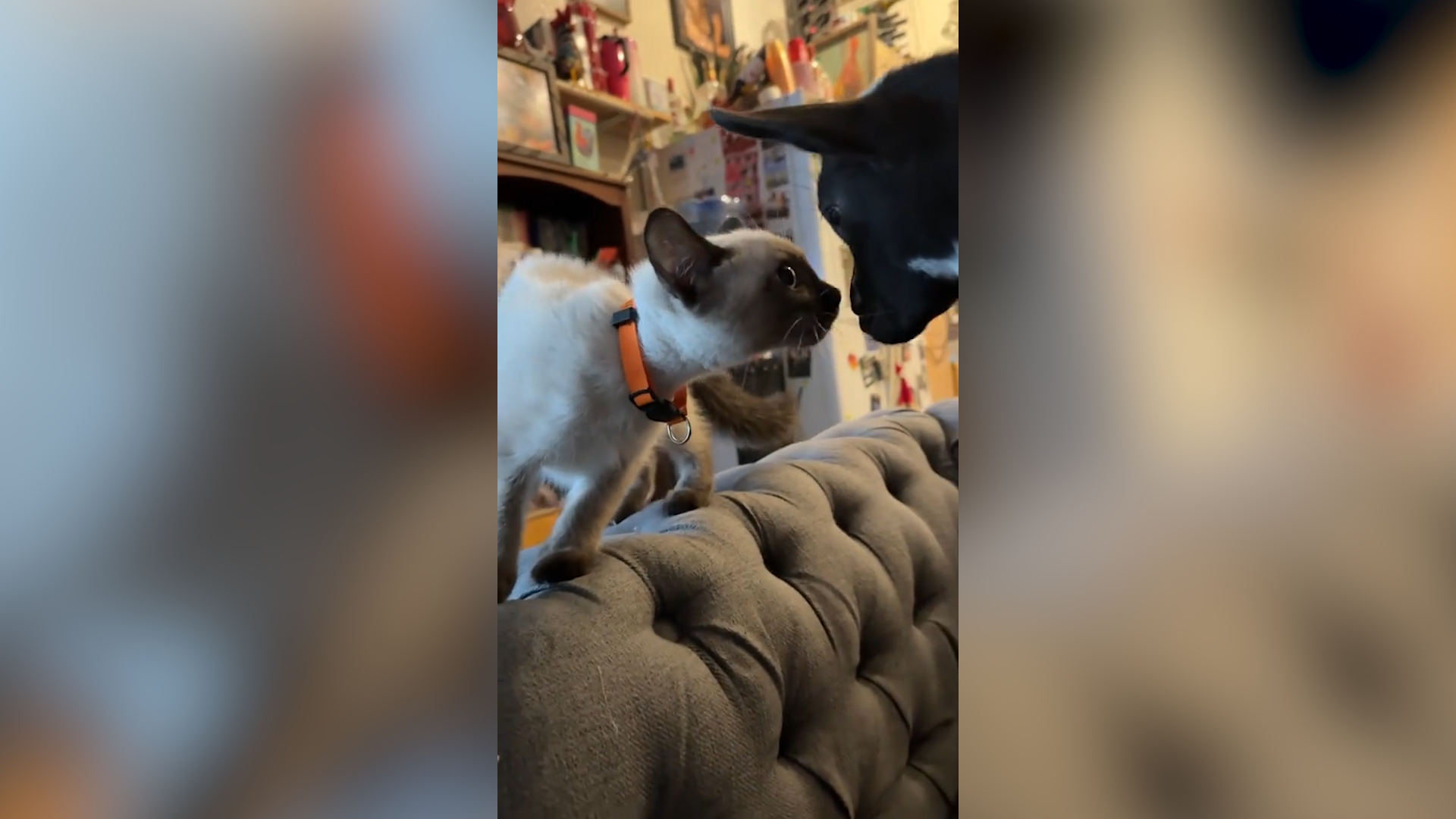 Kitten’s Baffled Reaction To Meeting Baby Goat Seen By Millions