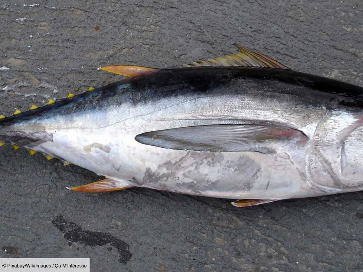 Pourquoi y a-t-il du mercure dans le thon