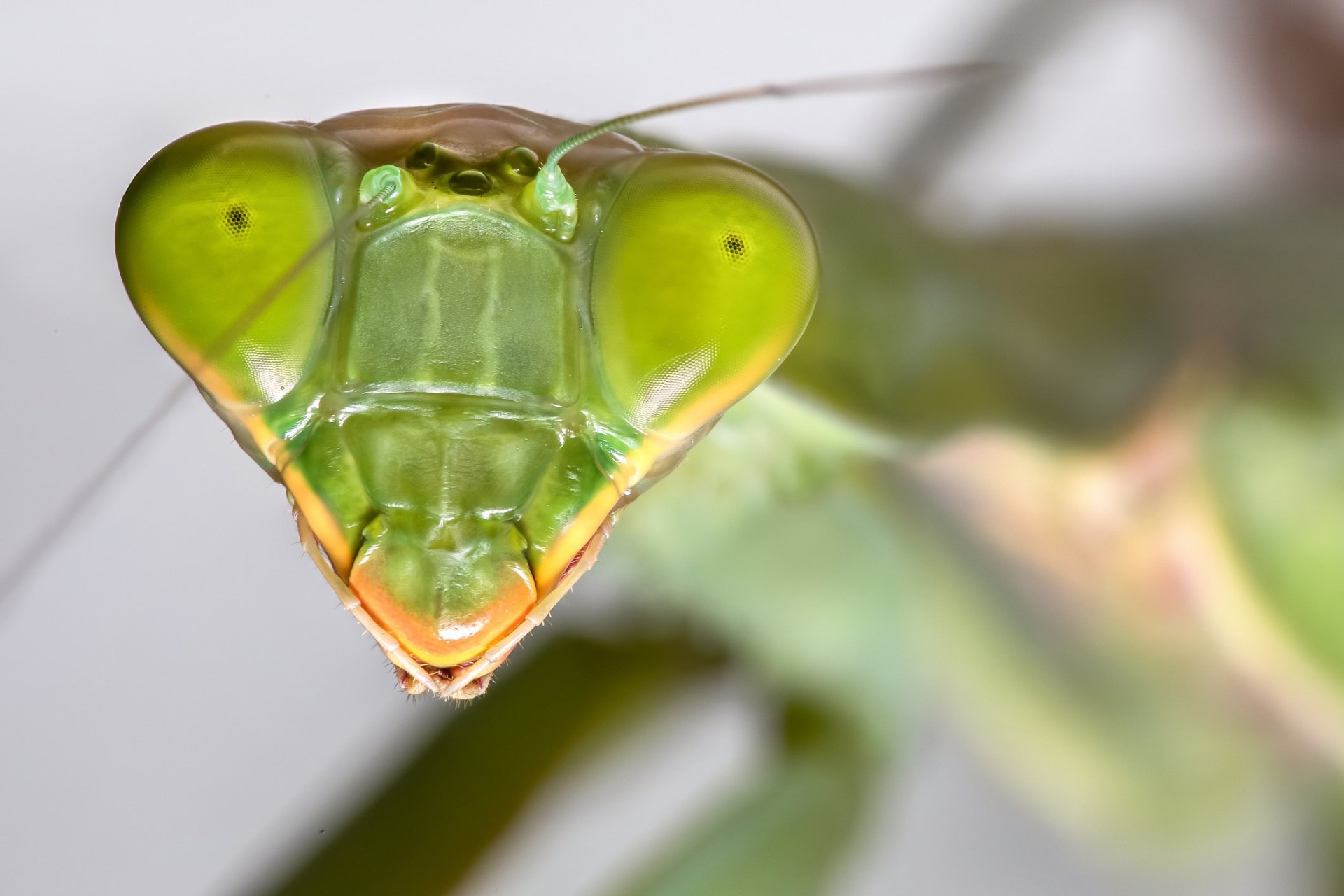 Insects spotted in England for first time—here's why