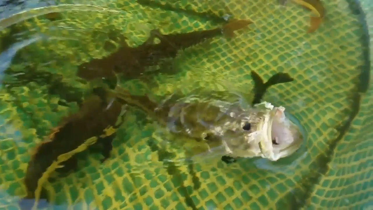 How the blob gulper catfish became my pet