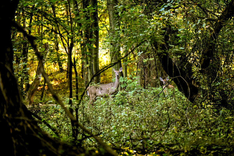 A Walk in the Park: Lansing's Cavanaugh Park features raw nature in the ...