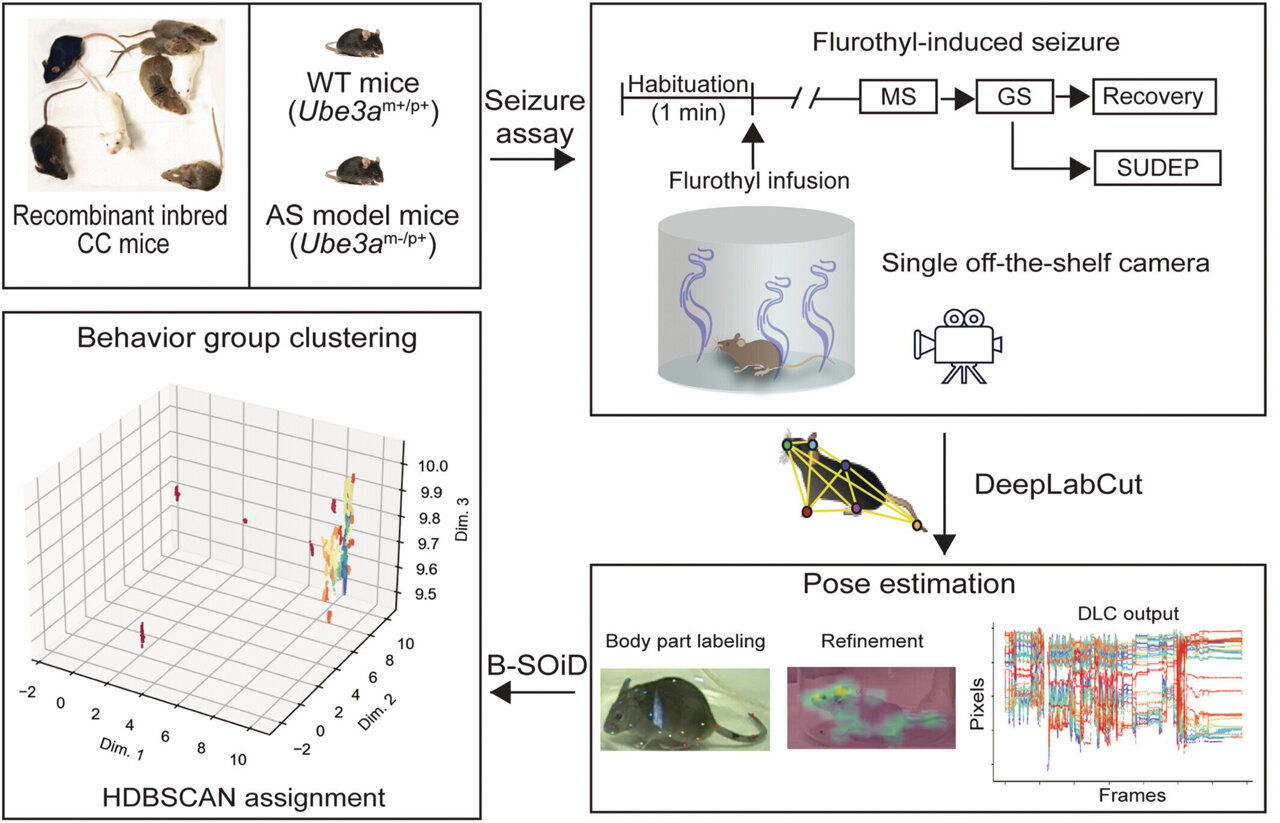AI tools predict seizure outcomes in mouse models by recognizing fine motor differences