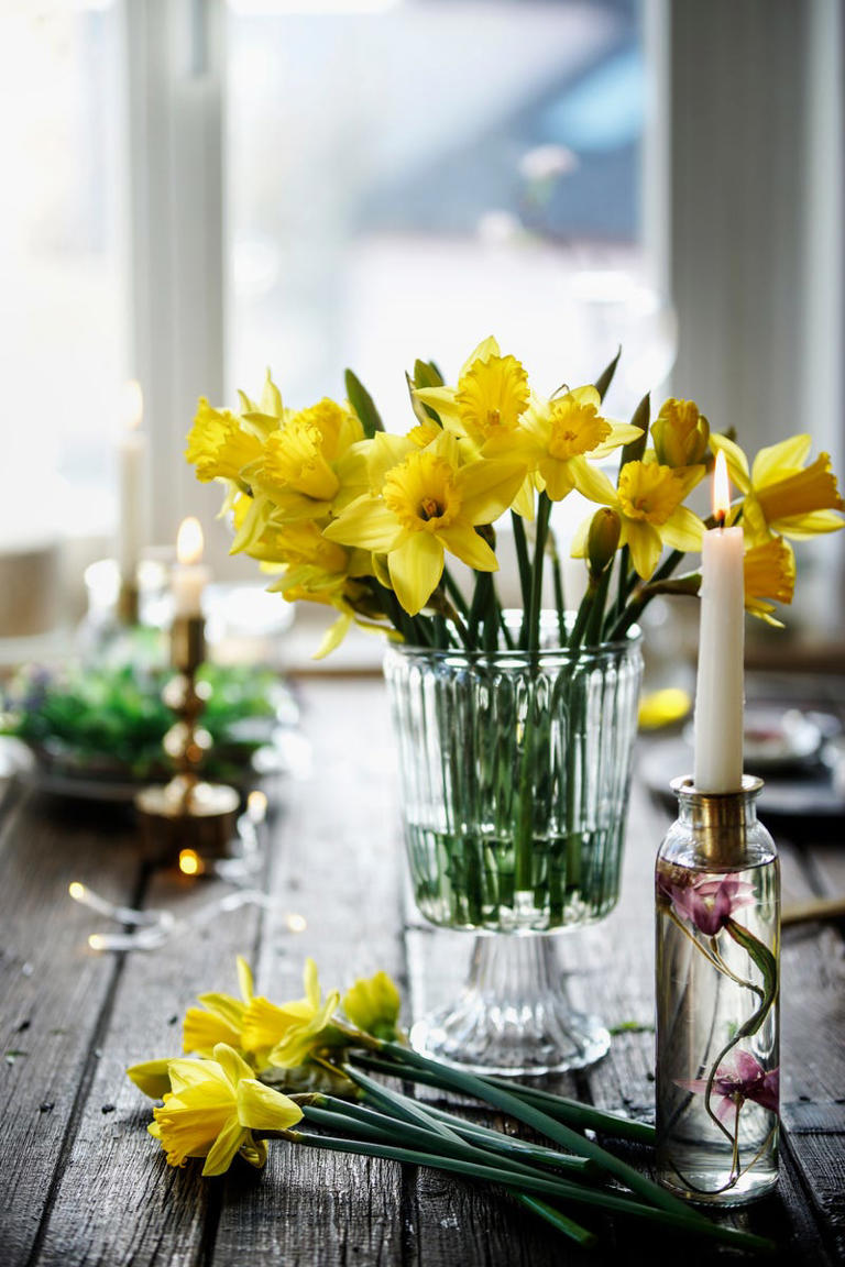 Gardeners are rushing to plant daffodil bulbs – here’s why you should too