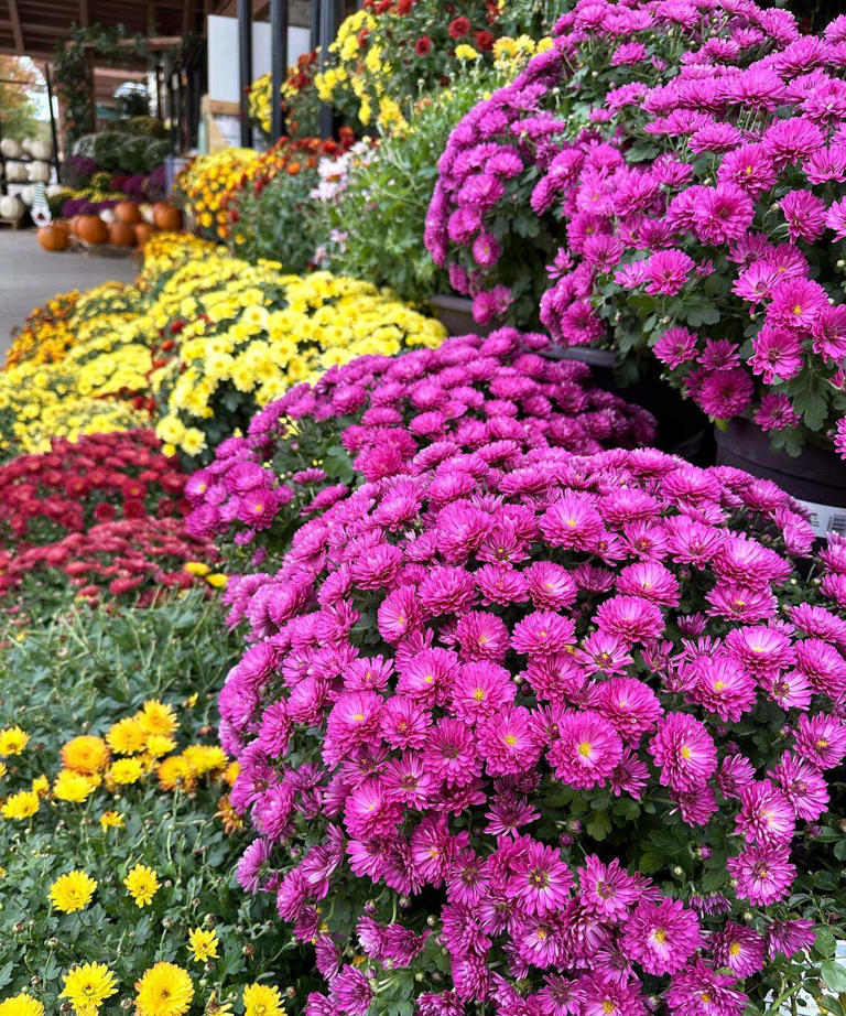 Gardeners have seen unbelievable changes in mums. Here's how to care ...
