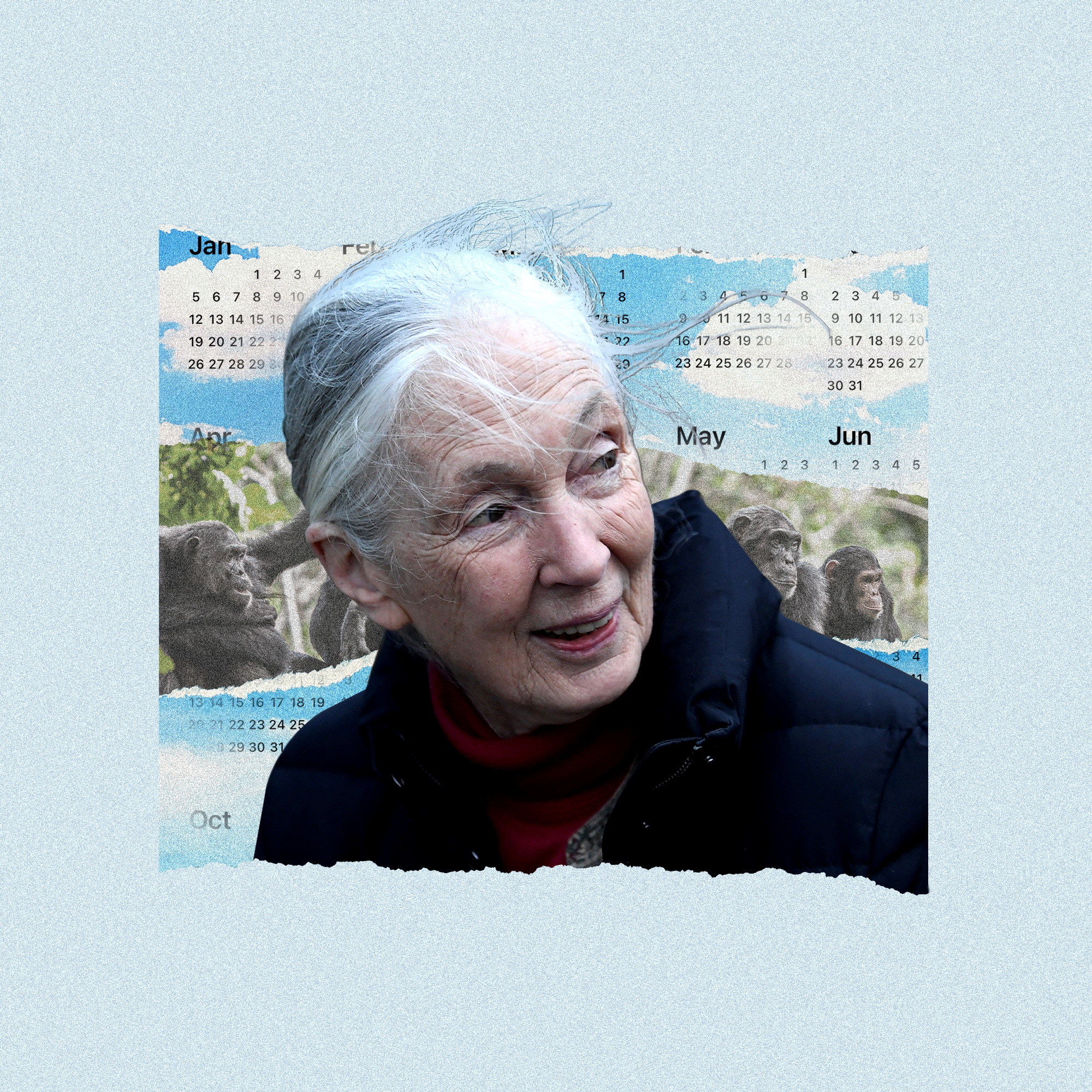 What Jane Goodall’s work with chimps can teach us about investing