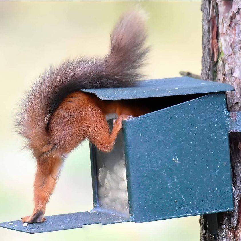 Get ready to Raise for Reds