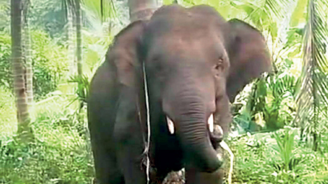 The curious case of a missing baby elephant: Inside Goa, Karnataka ...