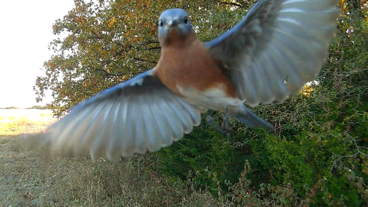 Captured a Sneaky Bluebird on My Trail Camera Back in the Day