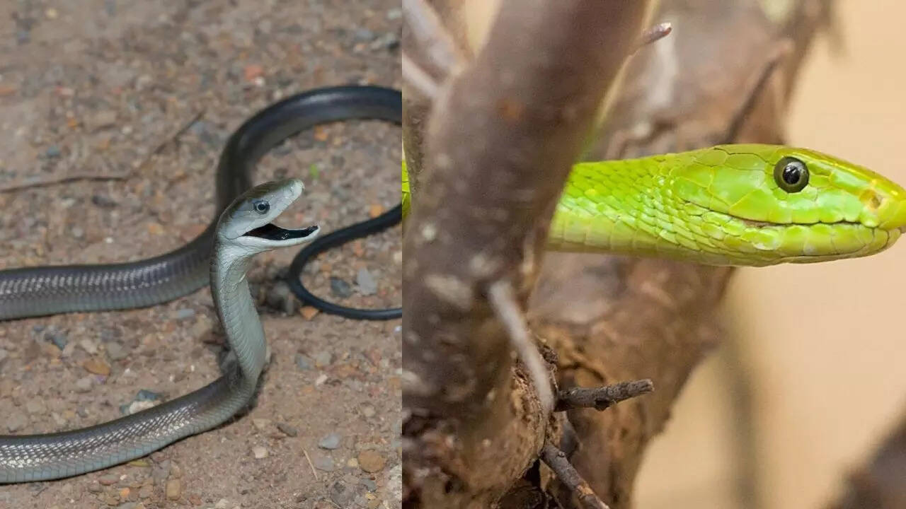 Black mamba vs green mamba: Africa’s deadliest snakes compared – size ...
