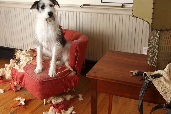 Five dog breeds prone to destructive behaviours when unhappy
