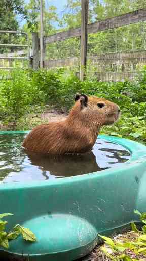 First Swim Ever! Baby Cheesecake the Capybara’s Pool Adventure