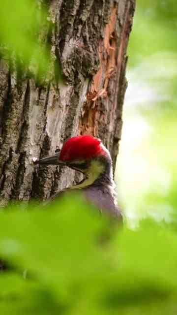 Majestic & Mighty: The Pileated Woodpecker