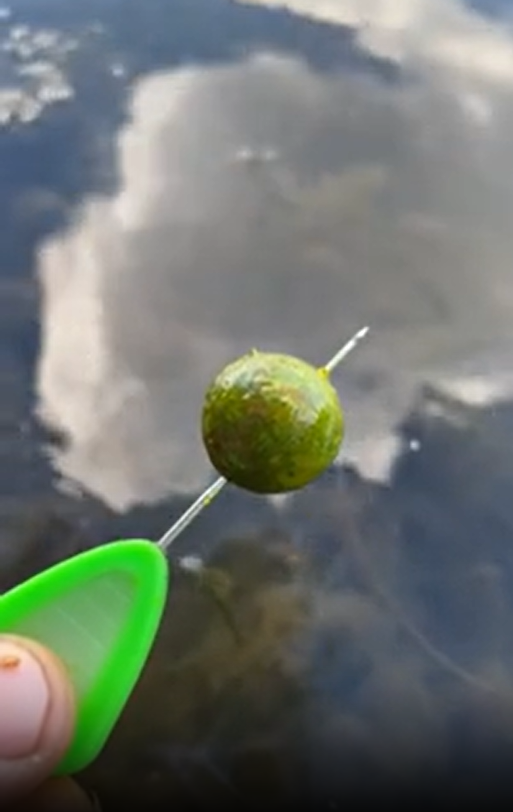 When the Catch Feels Too Big to Be Real