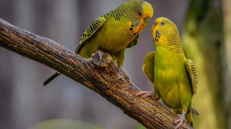 Sick or Stressed Bird? The Signs Every Owner Should Know