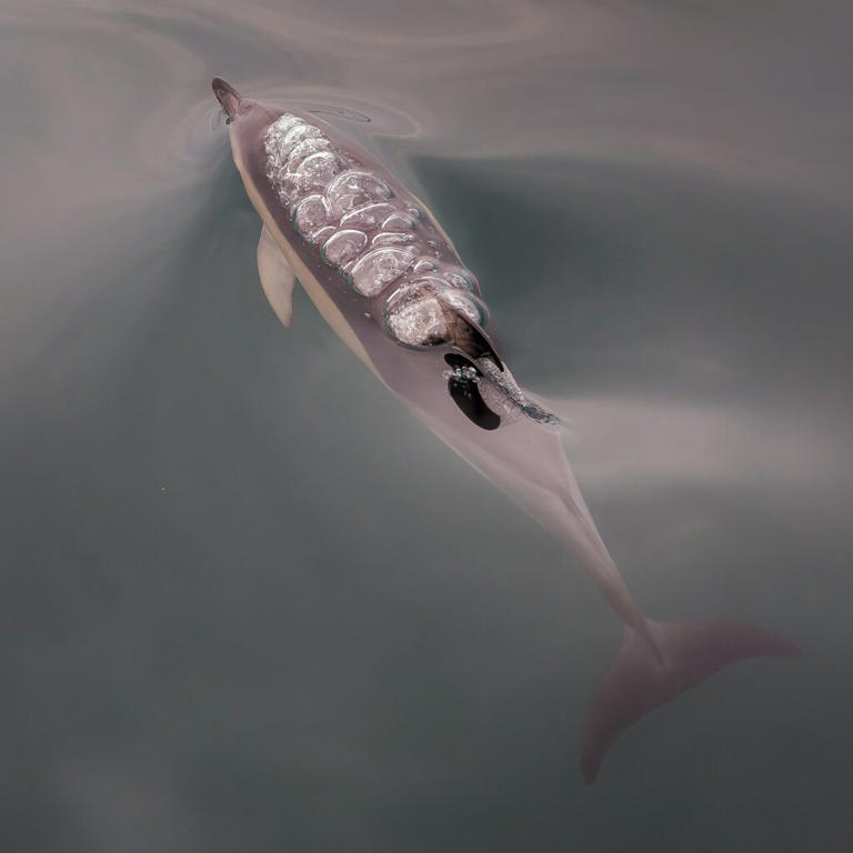 Photographer captures stunning images of dolphins off Devon coast