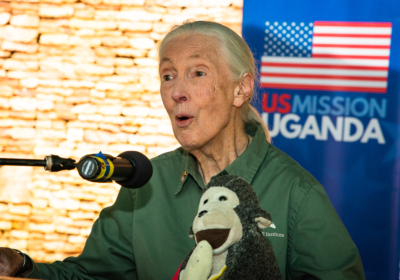 Elle a commencé seule dans la jungle : voici comment Jane Goodall a bouleversé la science et ...