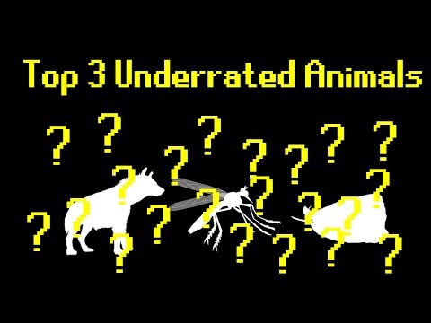 The Most Overlooked Animals That Deserve the Spotlight