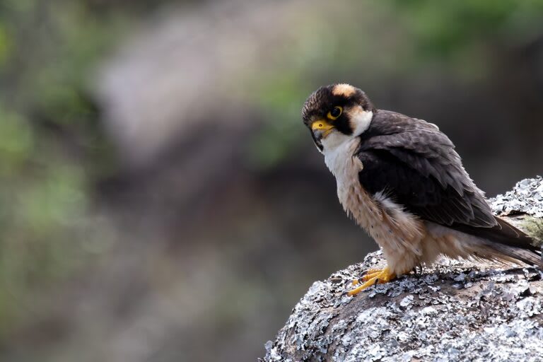 Mozambique reserve found to host rare Taita falcon’s largest refuge