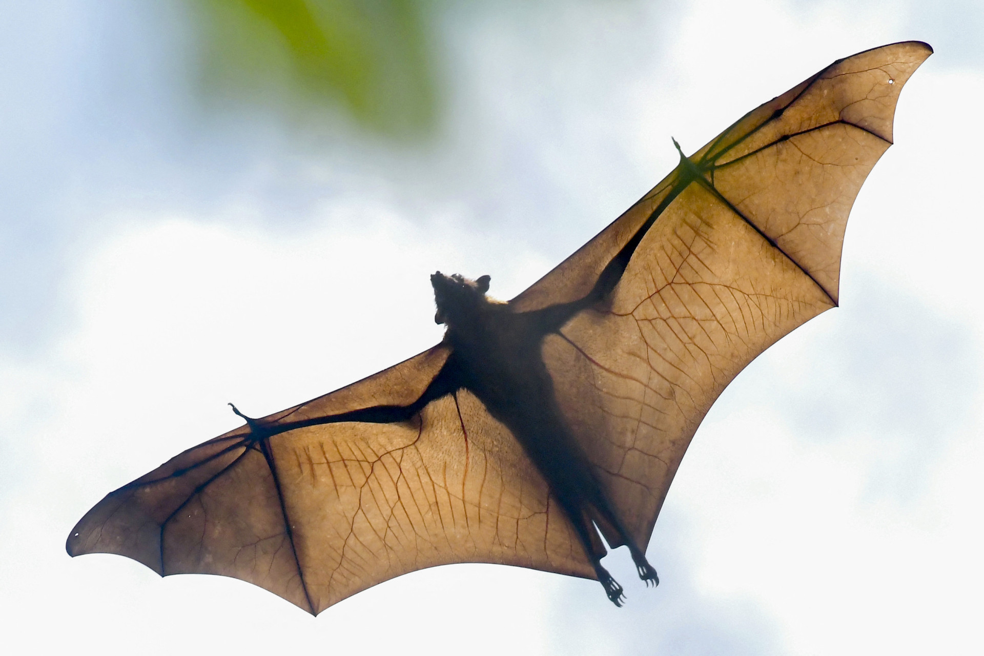 Animals that symbolize death
