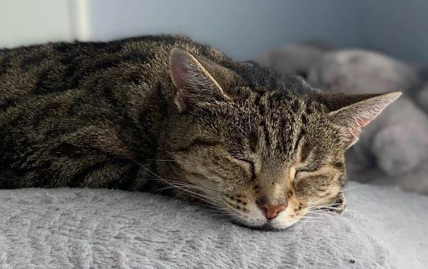 Cats Protection: Rehoming Treacle