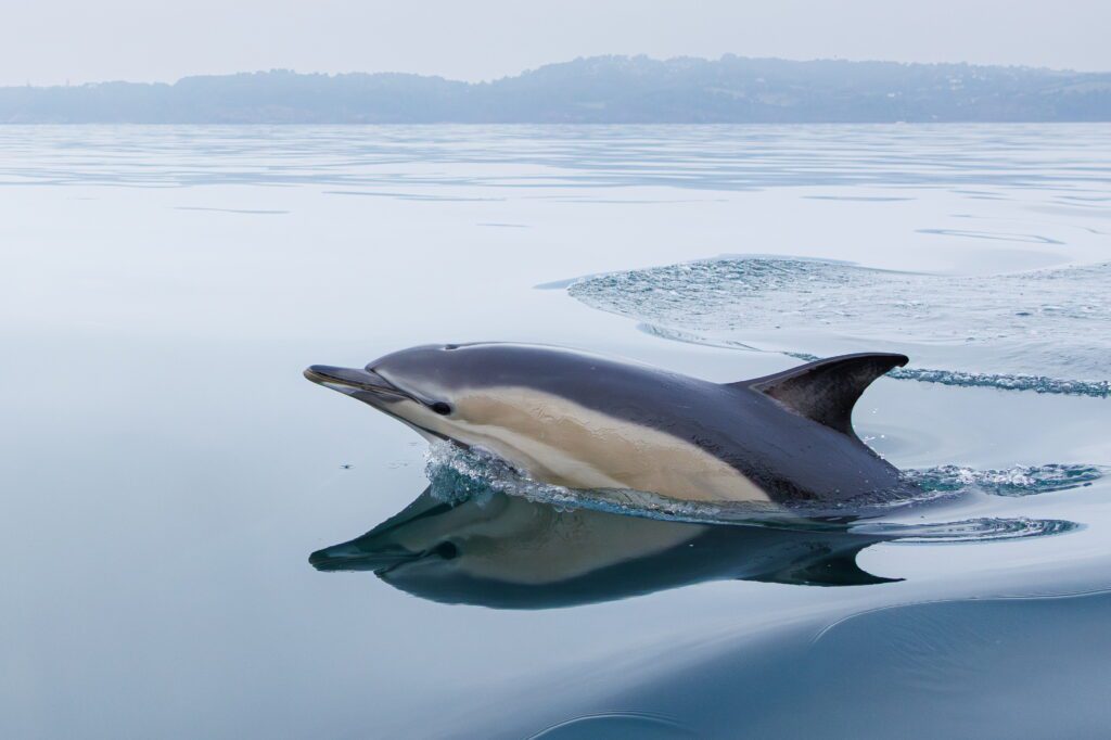 Photographer captures stunning images of dolphins off Devon coast