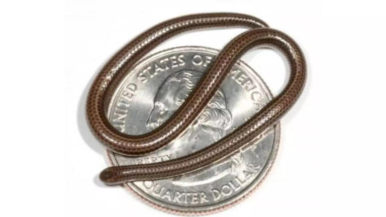 10 smallest snakes in the world: Tiny reptiles that resemble worms
