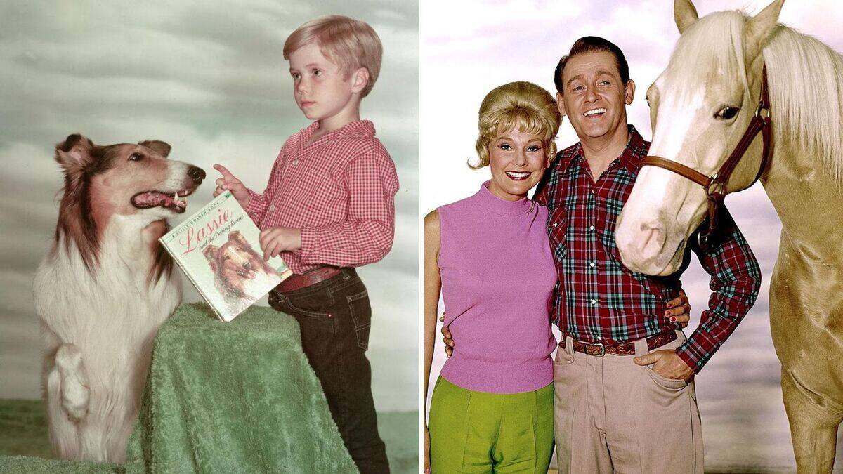 19 Memorable animal actors who left their mark on Hollywood