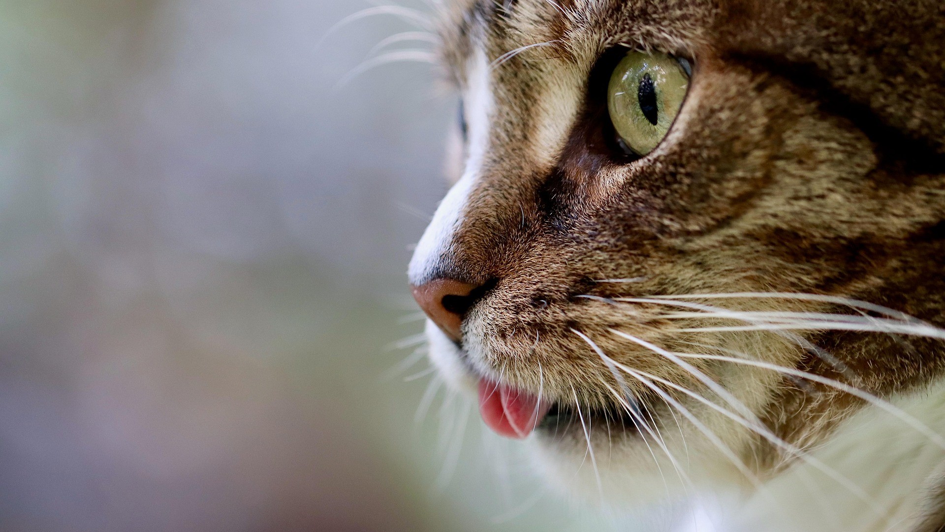 Why your cat makes strange faces, according to science