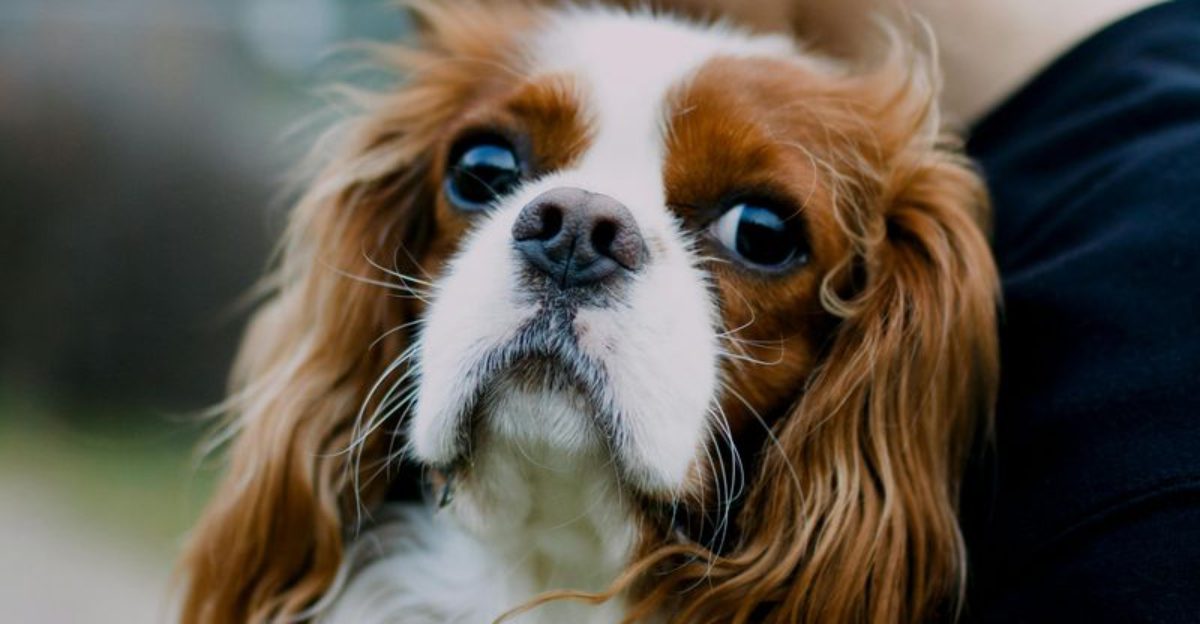 19 Dog Breeds Known for Their Affectionate Nature
